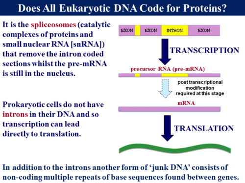 BioA_3.4.1 Genetic Code, Introns & Exons | Teaching Resources