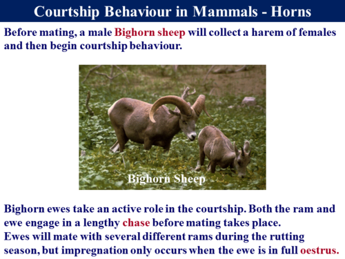 BioA_3.4.5 Courtship Behaviour | Teaching Resources