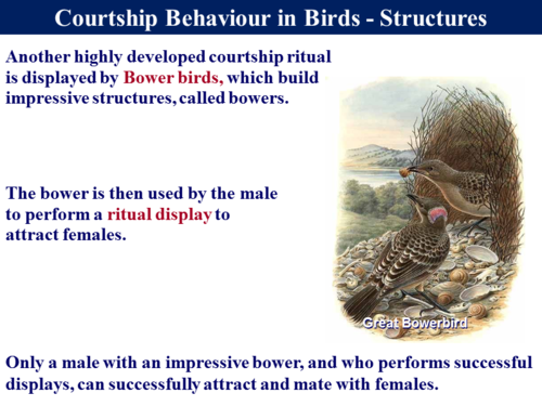 BioA_3.4.5 Courtship Behaviour | Teaching Resources