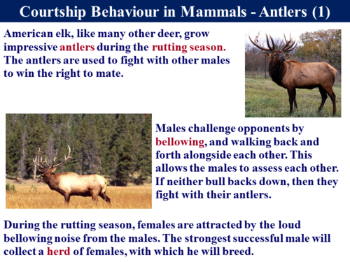 BioA_3.4.5 Courtship Behaviour | Teaching Resources