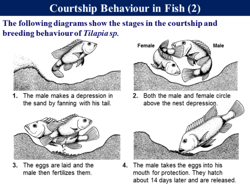 BioA_3.4.5 Courtship Behaviour | Teaching Resources