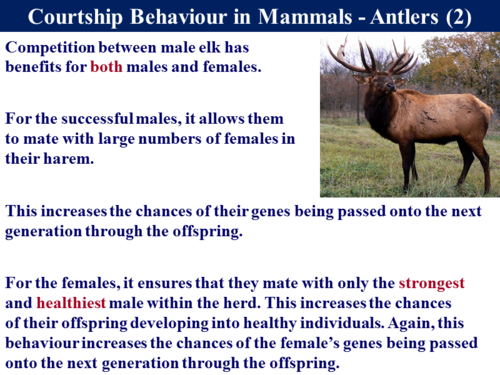 BioA_3.4.5 Courtship Behaviour | Teaching Resources