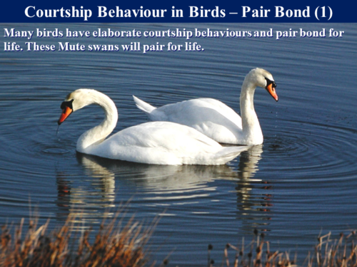 BioA_3.4.5 Courtship Behaviour | Teaching Resources