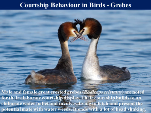 BioA_3.4.5 Courtship Behaviour | Teaching Resources
