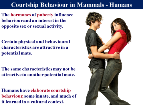 BioA_3.4.5 Courtship Behaviour | Teaching Resources