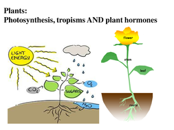 Plants, photosynthesis, tropisms and plant hormones: KS3 and GCSE ...