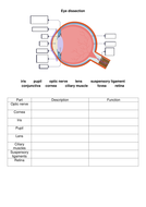 The eye (with dissection) | Teaching Resources