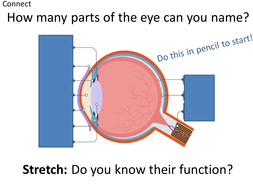 The eye (with dissection) | Teaching Resources