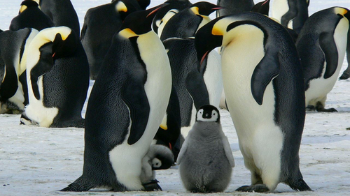 Penguins - Powerpoint & Activities | Teaching Resources