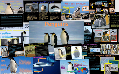 Penguins - Powerpoint & Activities | Teaching Resources