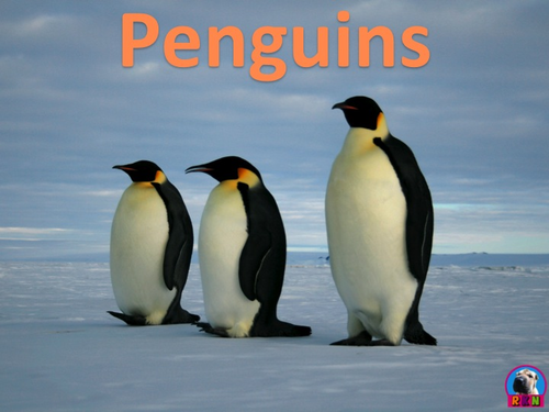 Penguins - Powerpoint & Activities | Teaching Resources