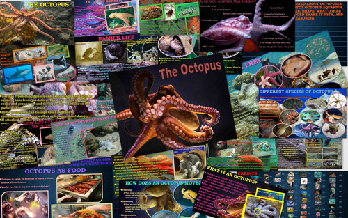 Octopus - Powerpoint & Activities | Teaching Resources