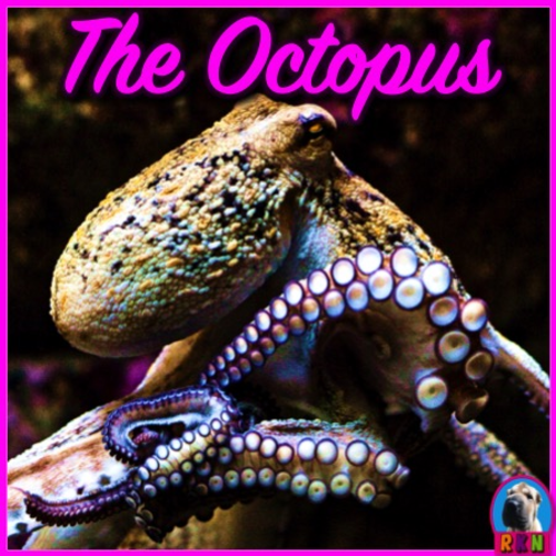 Octopus - Powerpoint & Activities | Teaching Resources
