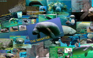 Manatees - Powerpoint & Activities | Teaching Resources