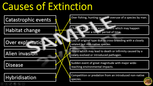 Extinction (Hybridisation of Wildcats) | Teaching Resources