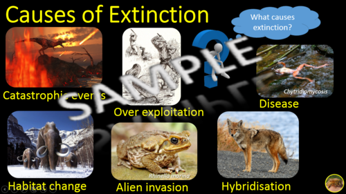 Extinction (Hybridisation of Wildcats) | Teaching Resources