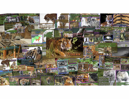 Tigers - Powerpoint & Activities | Teaching Resources
