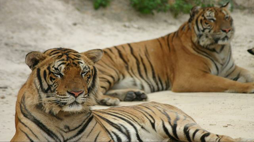 Tigers - Powerpoint & Activities | Teaching Resources