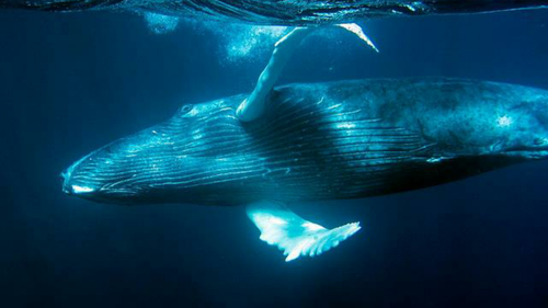 Whales Powerpoint And Activities Teaching Resources