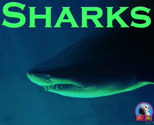 Sharks - Powerpoint & Activities | Teaching Resources