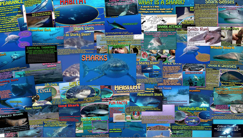 Sharks - Powerpoint & Activities | Teaching Resources