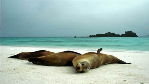 Seals, Sea Lions, and Walruses: Pinnipeds Powerpoint & Activities ...