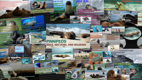 Seals, Sea Lions, and Walruses: Pinnipeds Powerpoint & Activities ...