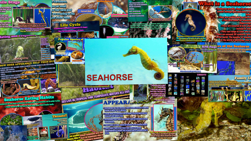 Seahorses - Powerpoint & Activities | Teaching Resources