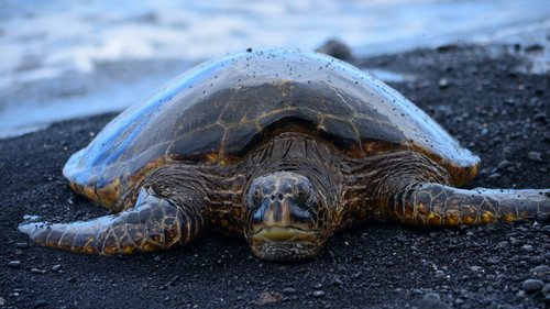 Sea Turtles - Powerpoint & Activities | Teaching Resources