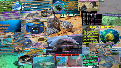Sea Turtles - Powerpoint & Activities | Teaching Resources