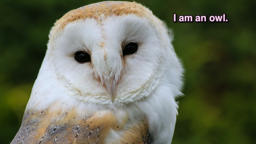 Owls - Powerpoint & Activities | Teaching Resources