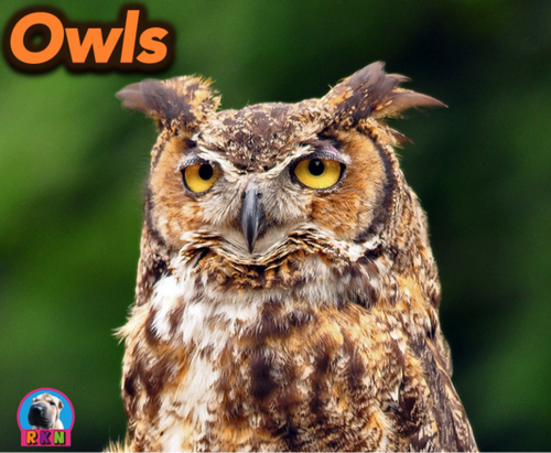 Owls - Powerpoint & Activities | Teaching Resources