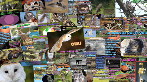 Owls - Powerpoint & Activities | Teaching Resources