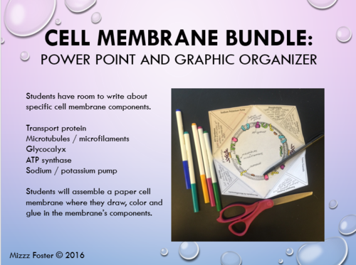 Cell Membrane Graphic Organizer Foldable Activity | Teaching Resources