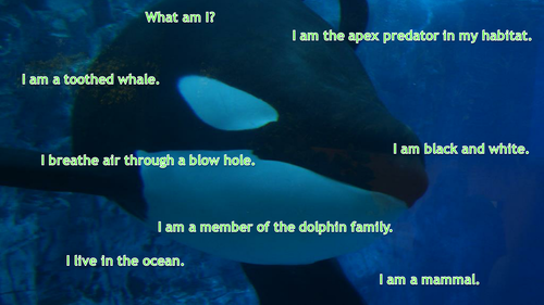 Orcas - The Killer Whales: PowerPoint & Activities | Teaching Resources