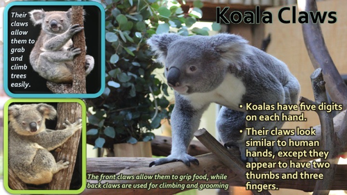Koala Bears - PowerPoint & Activities | Teaching Resources