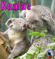 Koala Bears - PowerPoint & Activities | Teaching Resources