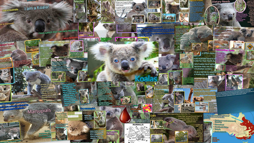 Koala Bears - PowerPoint & Activities | Teaching Resources