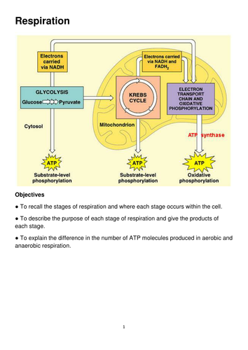 Respiration Revision for A Level Biology | Teaching Resources