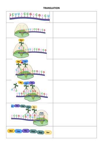 Translation | Teaching Resources
