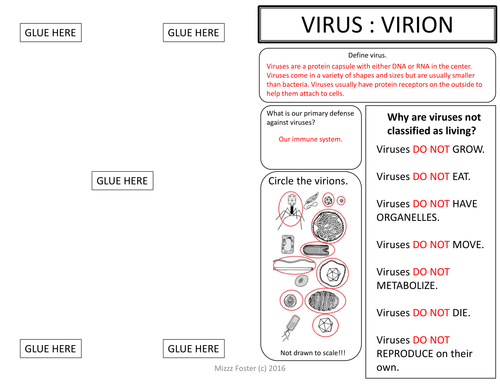 Virus Graphic Organizer Foldable | Teaching Resources