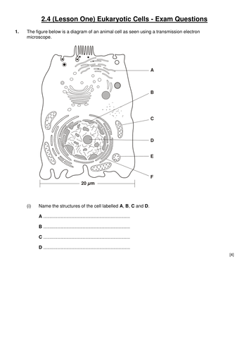 NEW OCR A Level Biology - Cell Structure | Teaching Resources NEW OCR A Level Biology - Cell Structure | Teaching Resources