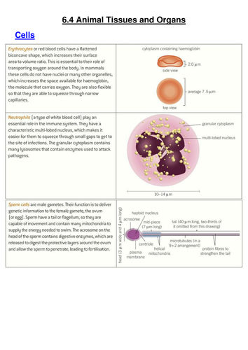 NEW OCR A Level Biology - Cell Division | Teaching Resources
