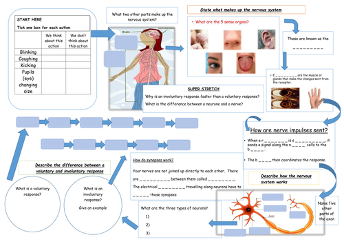 AQA B1.2 NERVOUS SYSTEM, HORMONES AND FERTILITY MIND MAT | Teaching ...