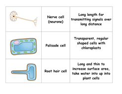 PLENARY CARD SORT SPECIALISED CELLS | Teaching Resources