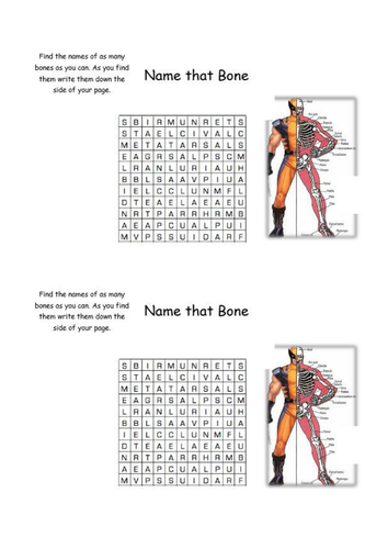 The Locomotor System New KS3 - Skeleton, muscles and joints | Teaching ...