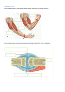 The Locomotor System New KS3 - Skeleton, muscles and joints | Teaching ...