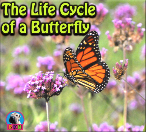 The Life Cycle of a Butterfly - PowerPoint | Teaching Resources