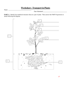 Structure of Xylem and Phloem | Teaching Resources