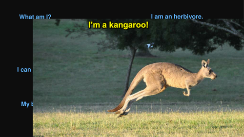 Australian Animals Bundle | Teaching Resources